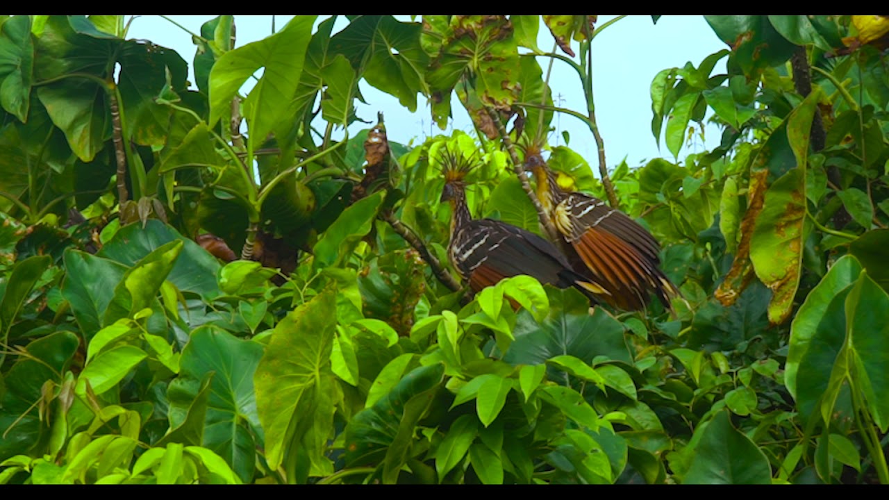 Mahaica River Birding Tour - YouTube