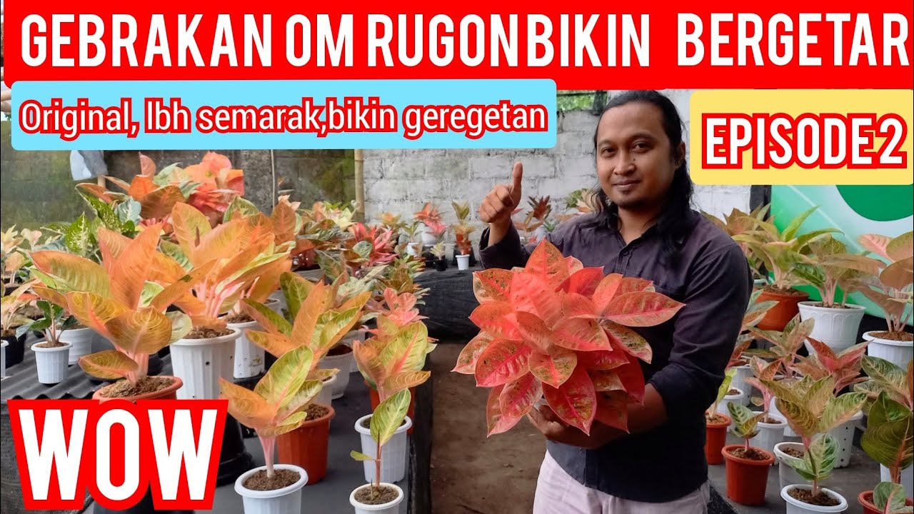 Gebrakan Om Rugon EPS 2 | Original, RUMPIS, RUMBO,ISTIMEWA |jenis ...