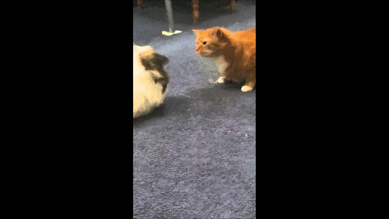 Cats on meth - YouTube