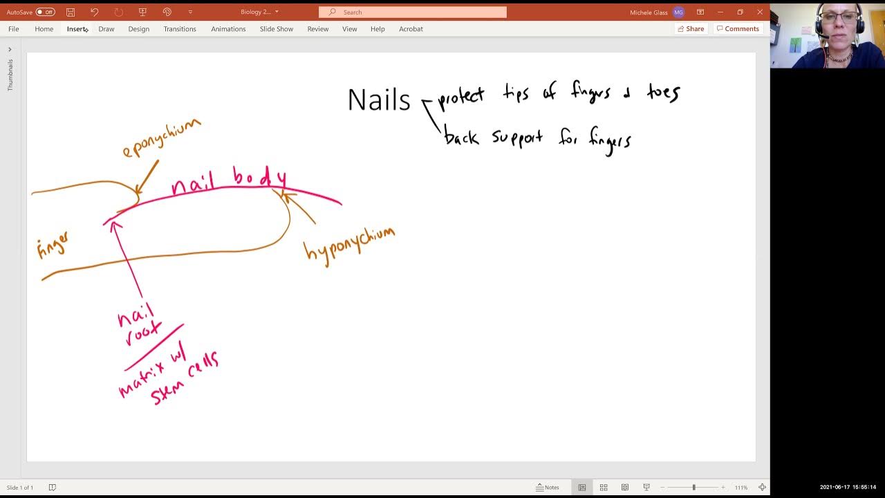 Biology 2010 Chapter 5 Integumentary System Nails (Video 9) - YouTube