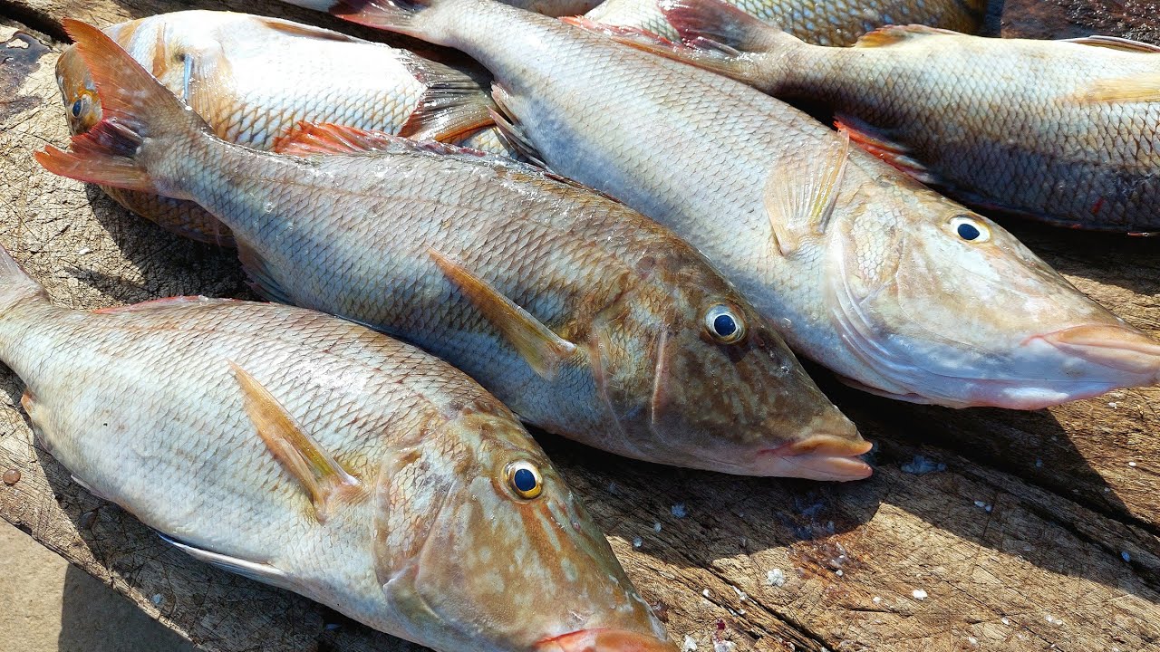 fresh sweetlip fish cutting for BBQ | Snapper Fish - YouTube
