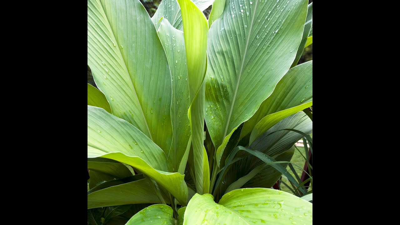 black turmeric patrol test......... Kari manjal - YouTube