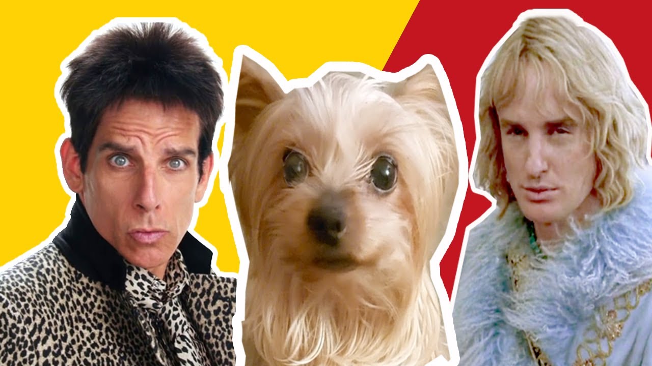 My Dog Suzy Yorkshire Terrier Zoolander Meme - YouTube