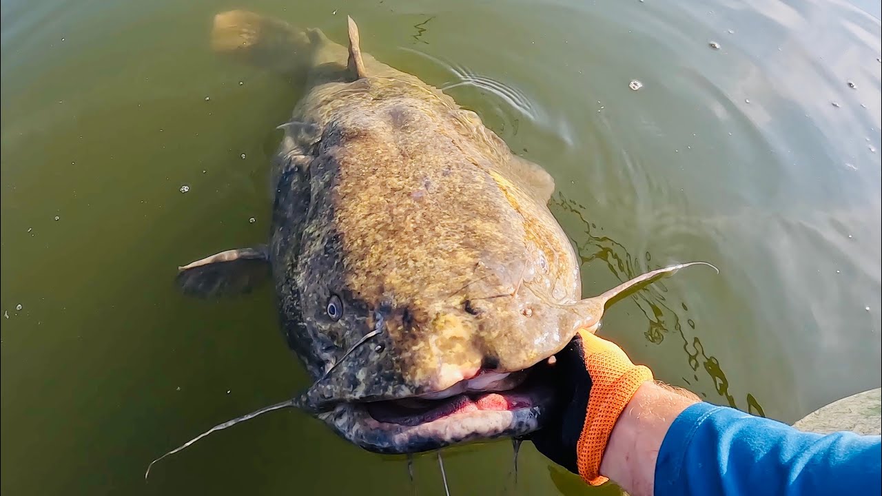 I Hooked a MONSTER Flathead on a TINY Bait - YouTube