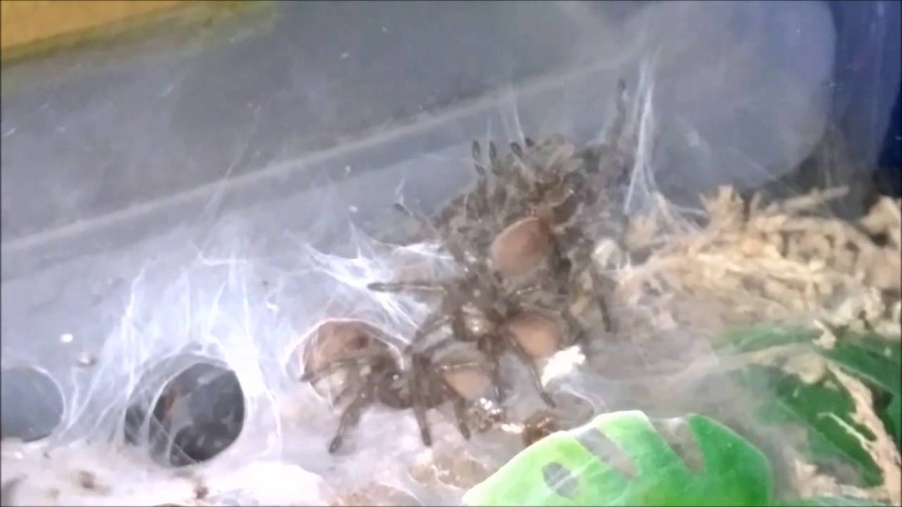 And then there were ... NINE! (M. Balfouri Communal Update) - YouTube