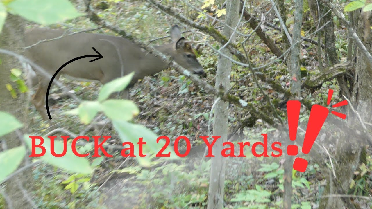 VT BUCK AT 20 YARDS! - YouTube
