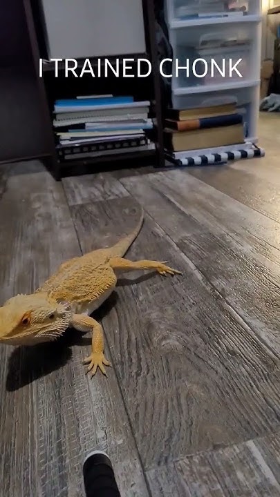 I TRAINED CHONK #shorts #beardeddragon #lizard #beardie #reptile #pagona #CHONK #viral #training ...