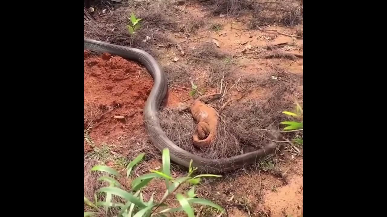 King Cobra 🐍 swallows a monitor lizard 🦎 - YouTube