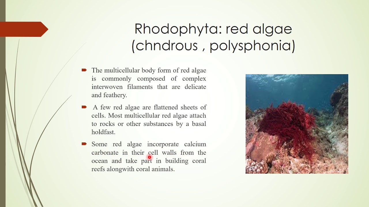 Red Algae Cells