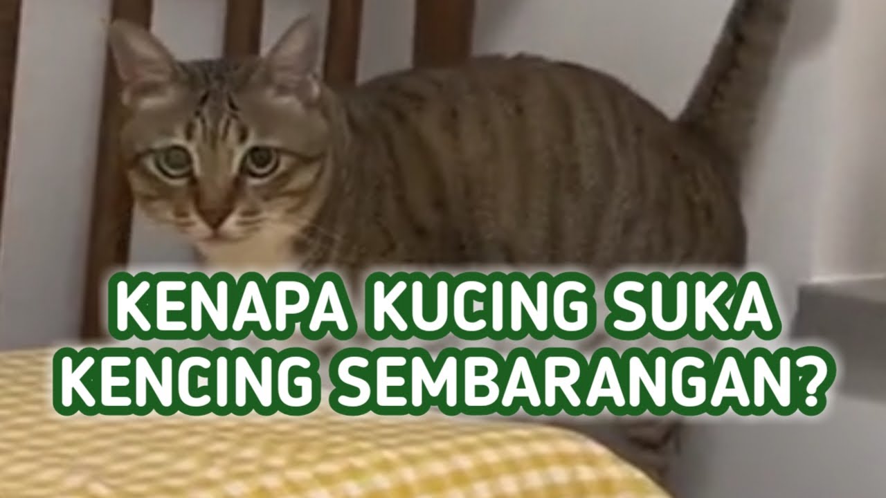 4 Alasan Kenapa Kucing Kencing Sembarangan - YouTube