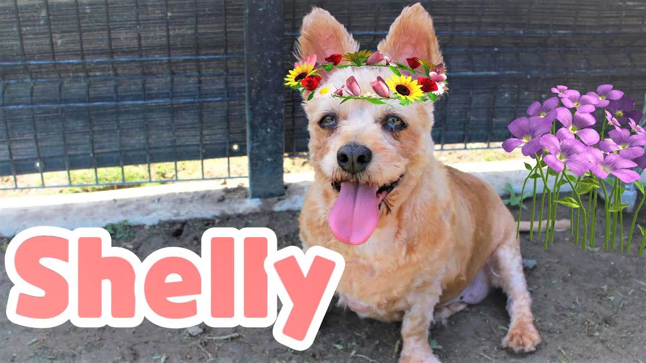 OC Animal Care - Shelly A1682067 - YouTube