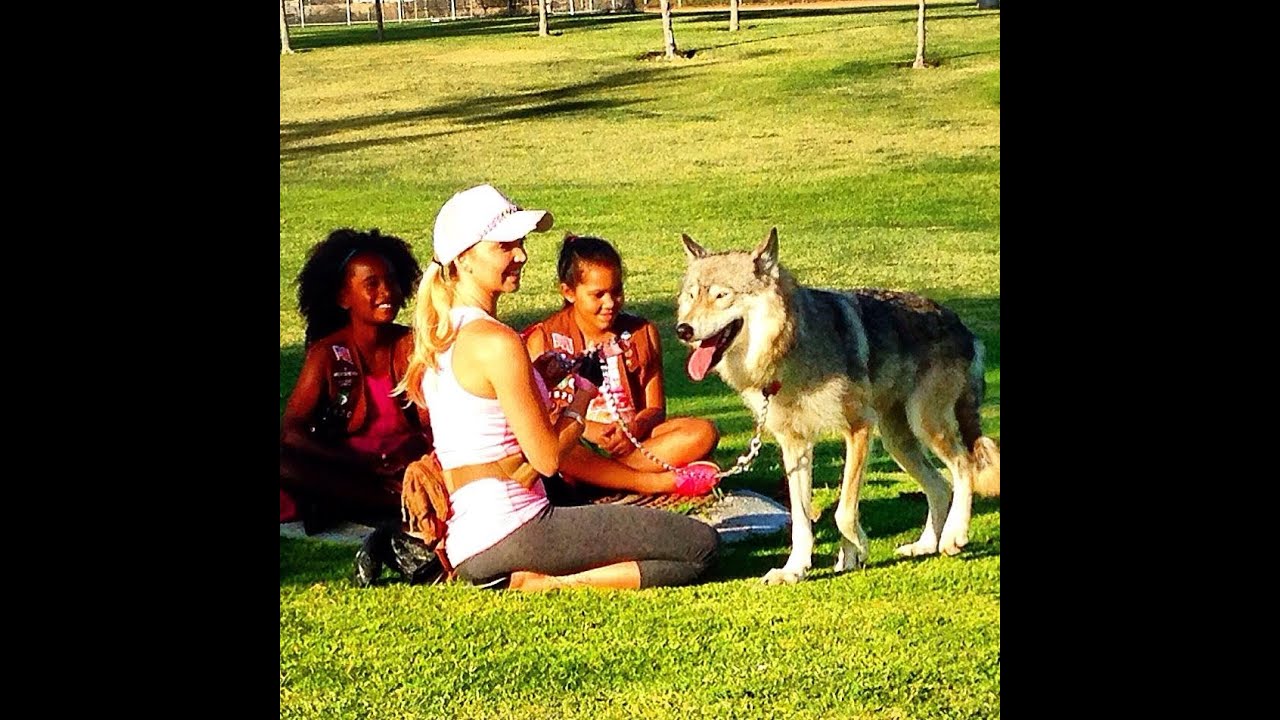 For the Love of Maggie: A True Wolf-Dog Story - YouTube