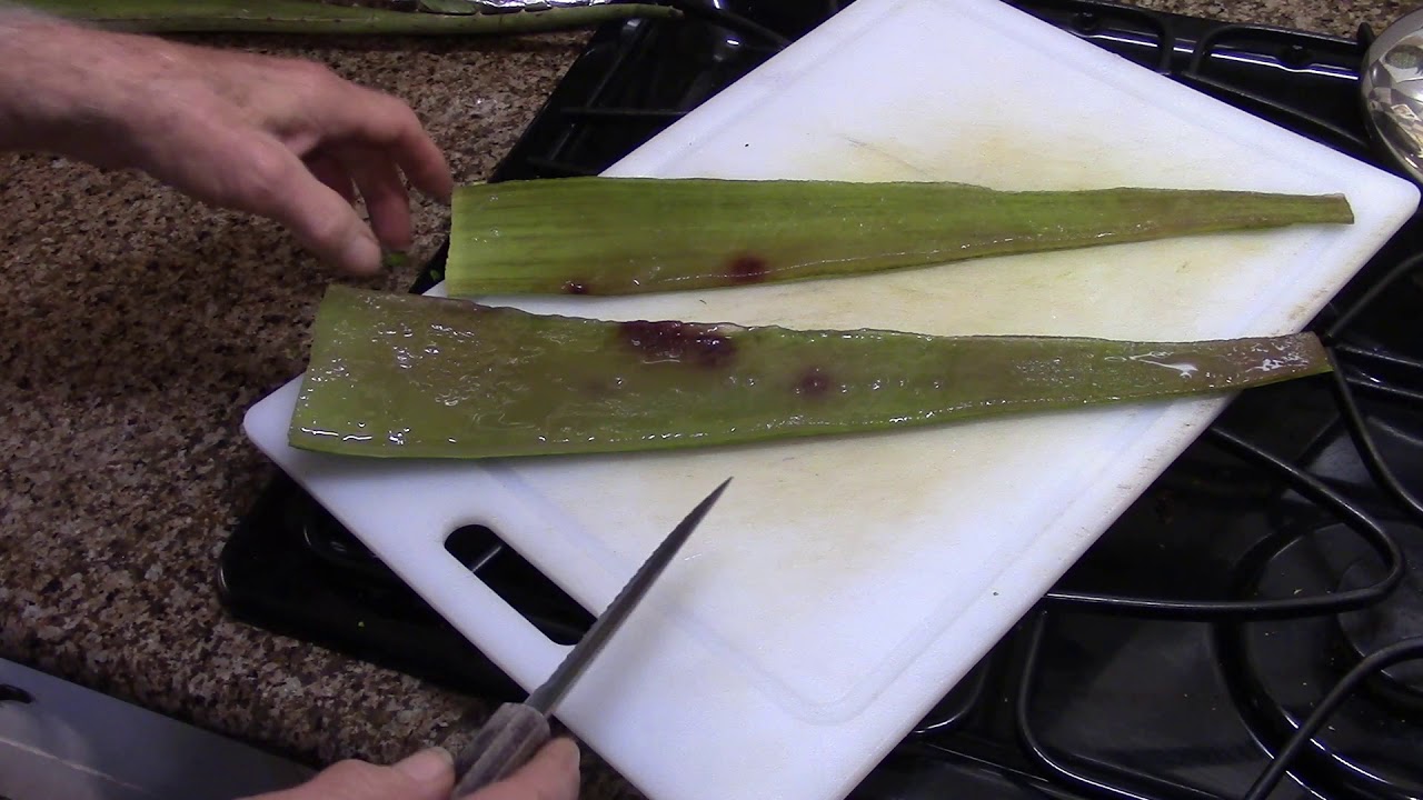 Aloe vera plant, what to look for and how to cut it up - YouTube