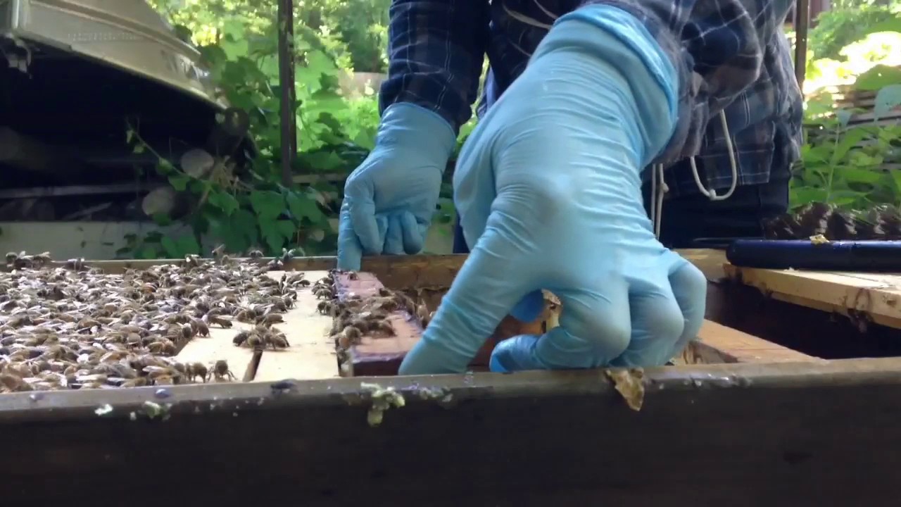 Bee Bumping - Top Bar Hive - YouTube