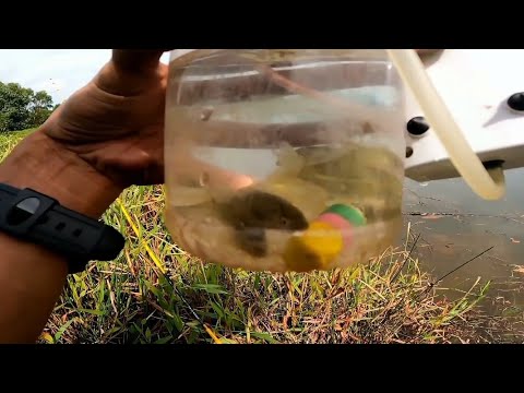 Cara guna anak ikan cup strike siakap n susu - YouTube