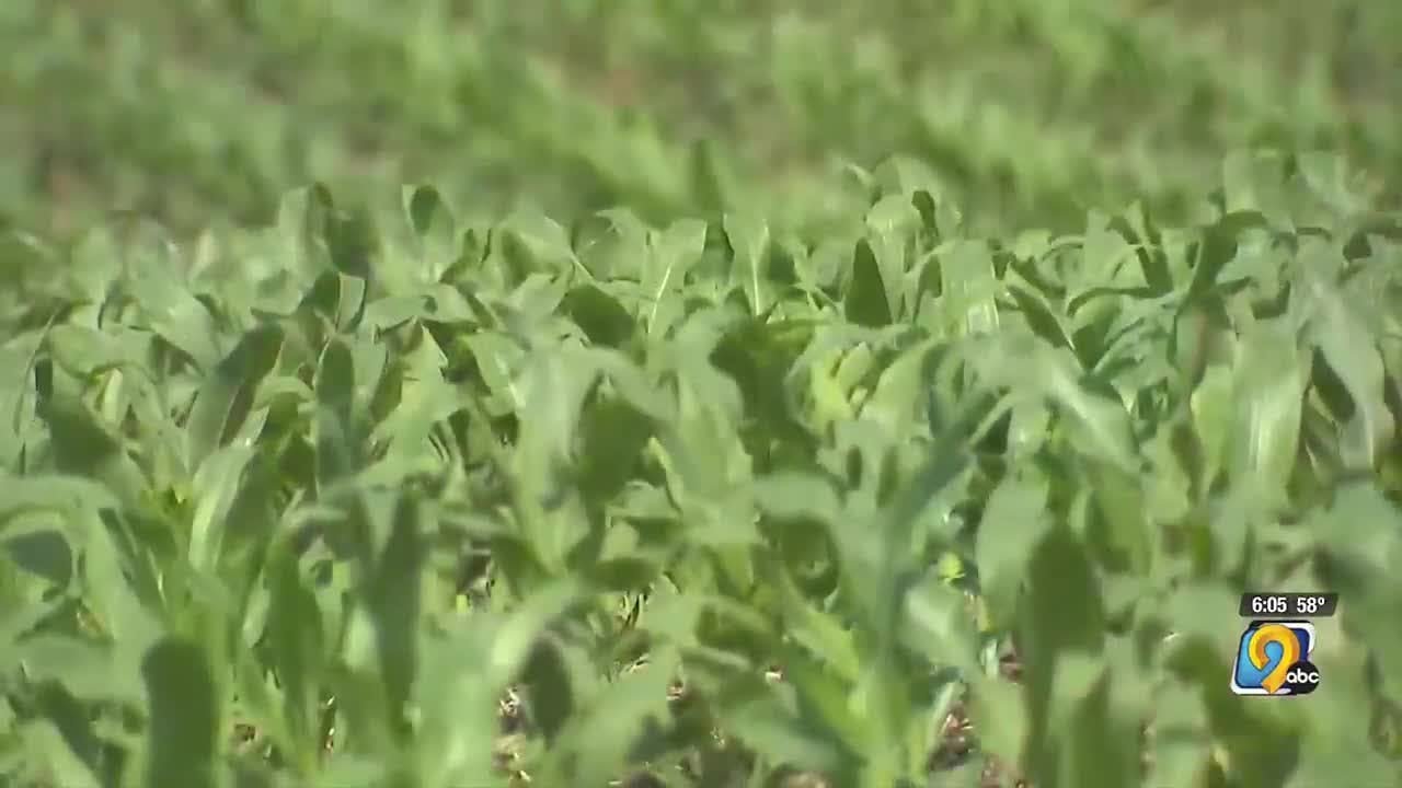 Farmers expect record-breaking corn yield, large supply may impact ...