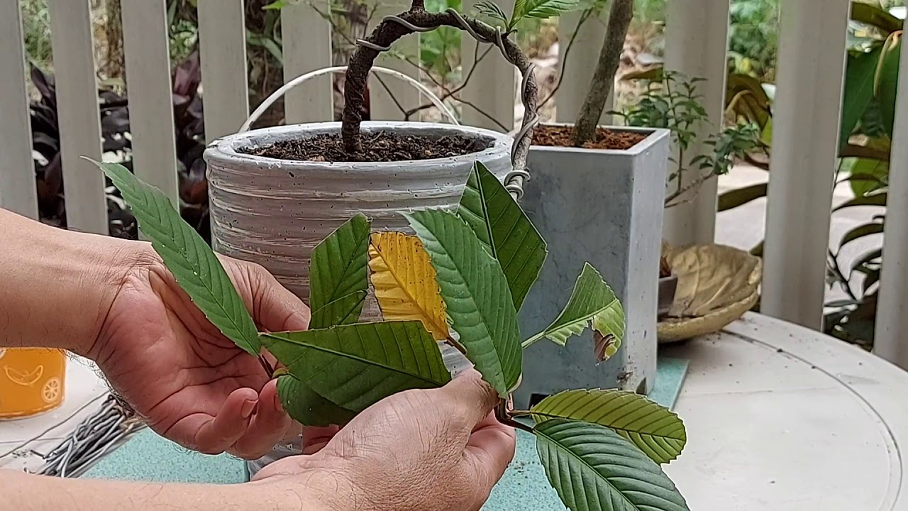 Repotting Catmon Tree In One Of My DIY Pots As Cascade Style Bonsai ...