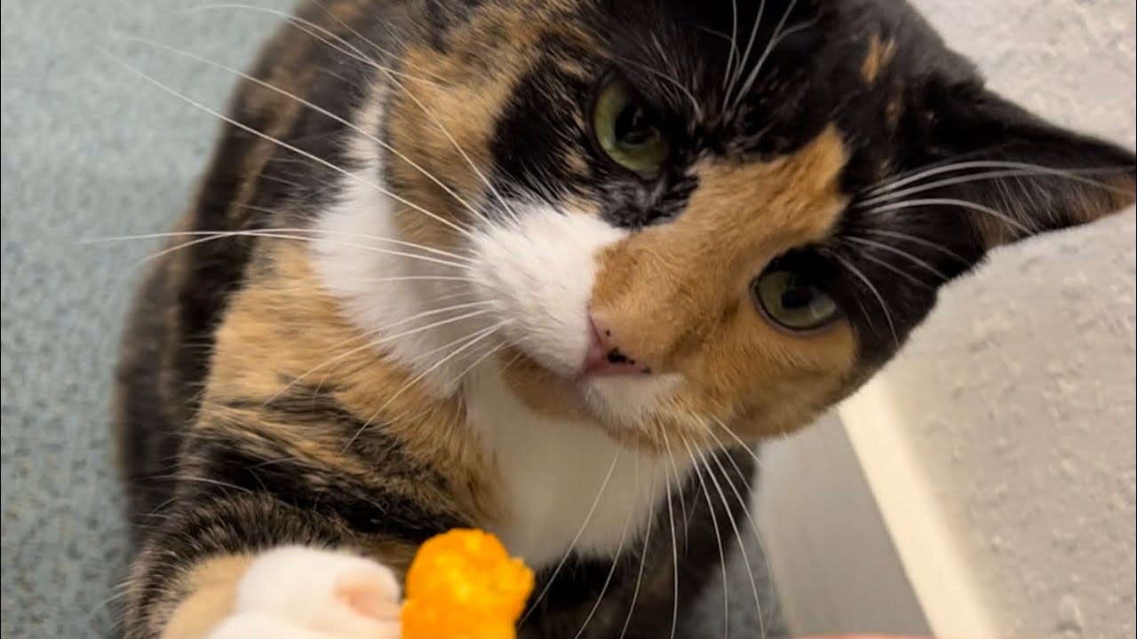 Spooky kitty eating cheetos puffs for the first time - YouTube