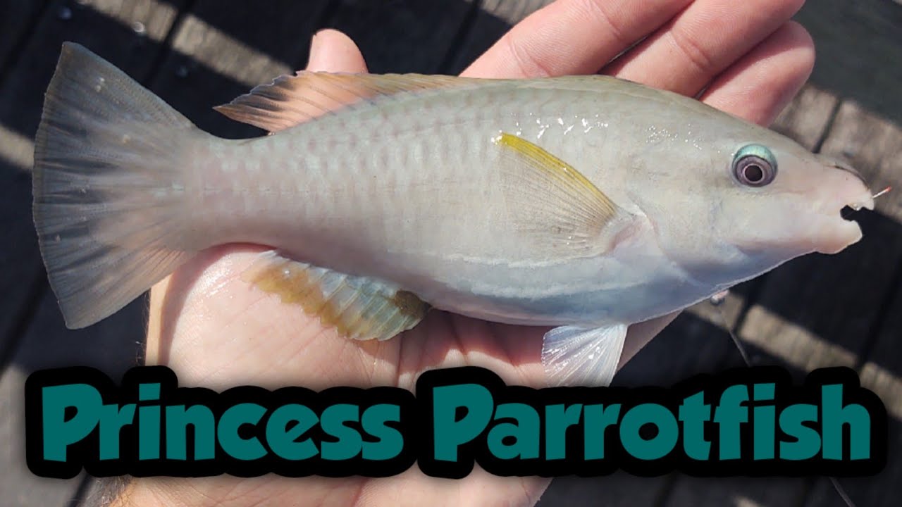 Princess Parrotfish