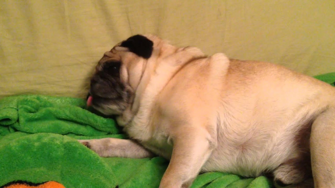 Pug Trying To Scratch His Face - YouTube