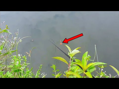 mancing ambyar terbaru 2021 kalau sudah nyelup langsung sikat pak