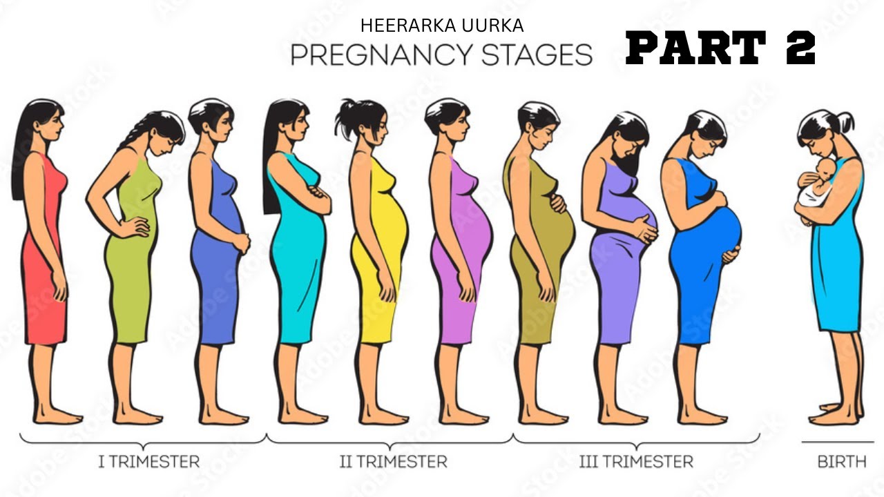 6 Months to 9 Months (Delivery Time) complete {PART 1} | Pregnancy ...