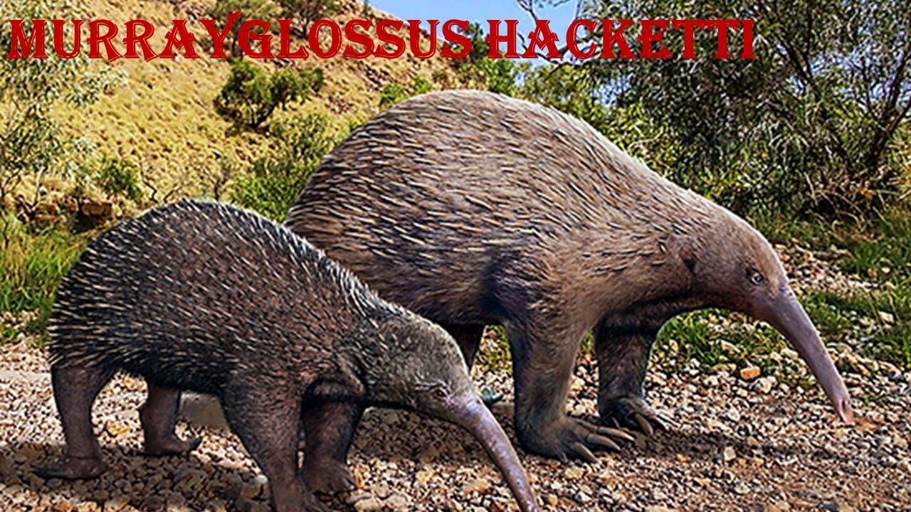 Murrayglossus hacketti - YouTube