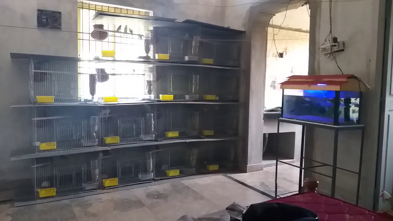 My love bird separate cage setup - YouTube