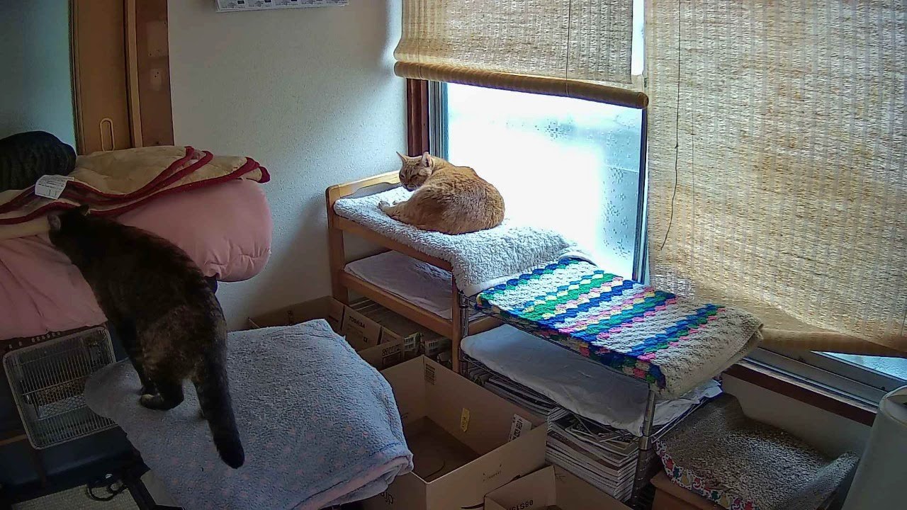 Nuko Cats Navigator 312 - YouTube