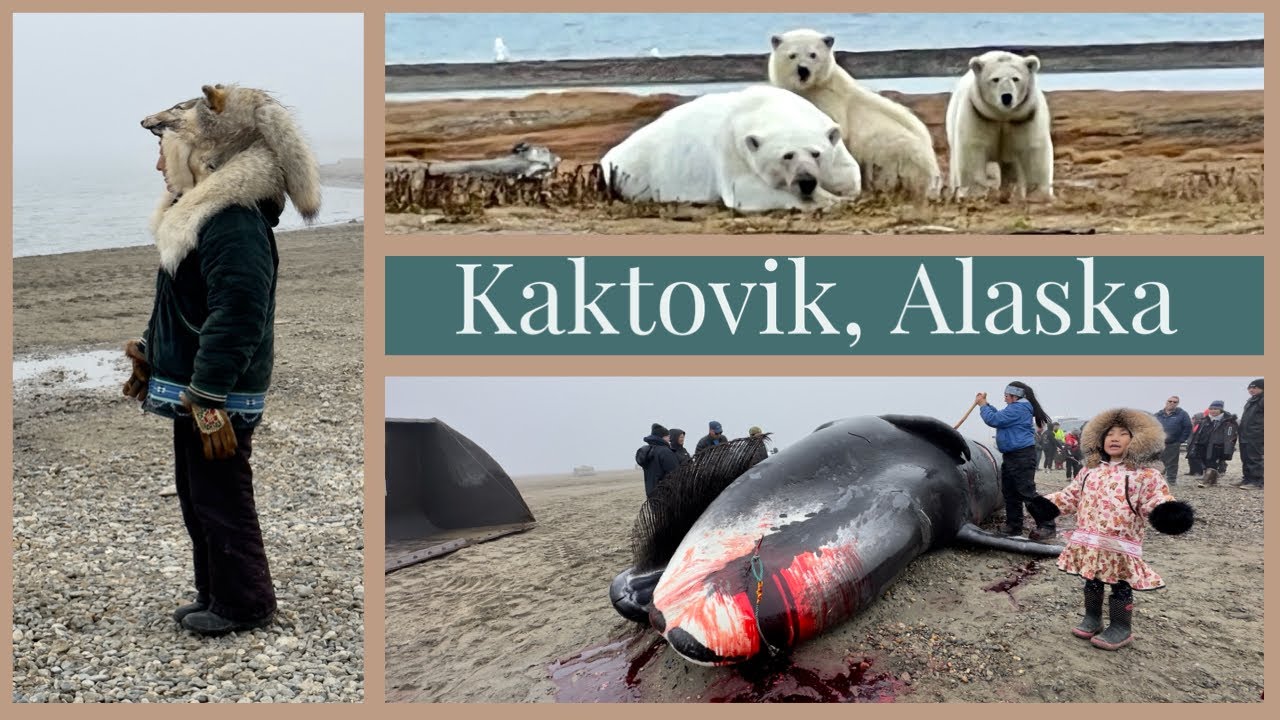 Kaktovik, Alaska: Whale Harvest Tradition and Polar Bear Encounters in ...