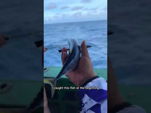 Challenge the smallest sea fishing tuna in the whole network. Have you ...
