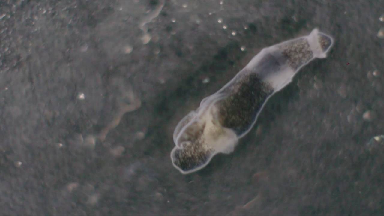 Swimming Pteropod - Spongiobranchaea australis | Antarctica Science at ...