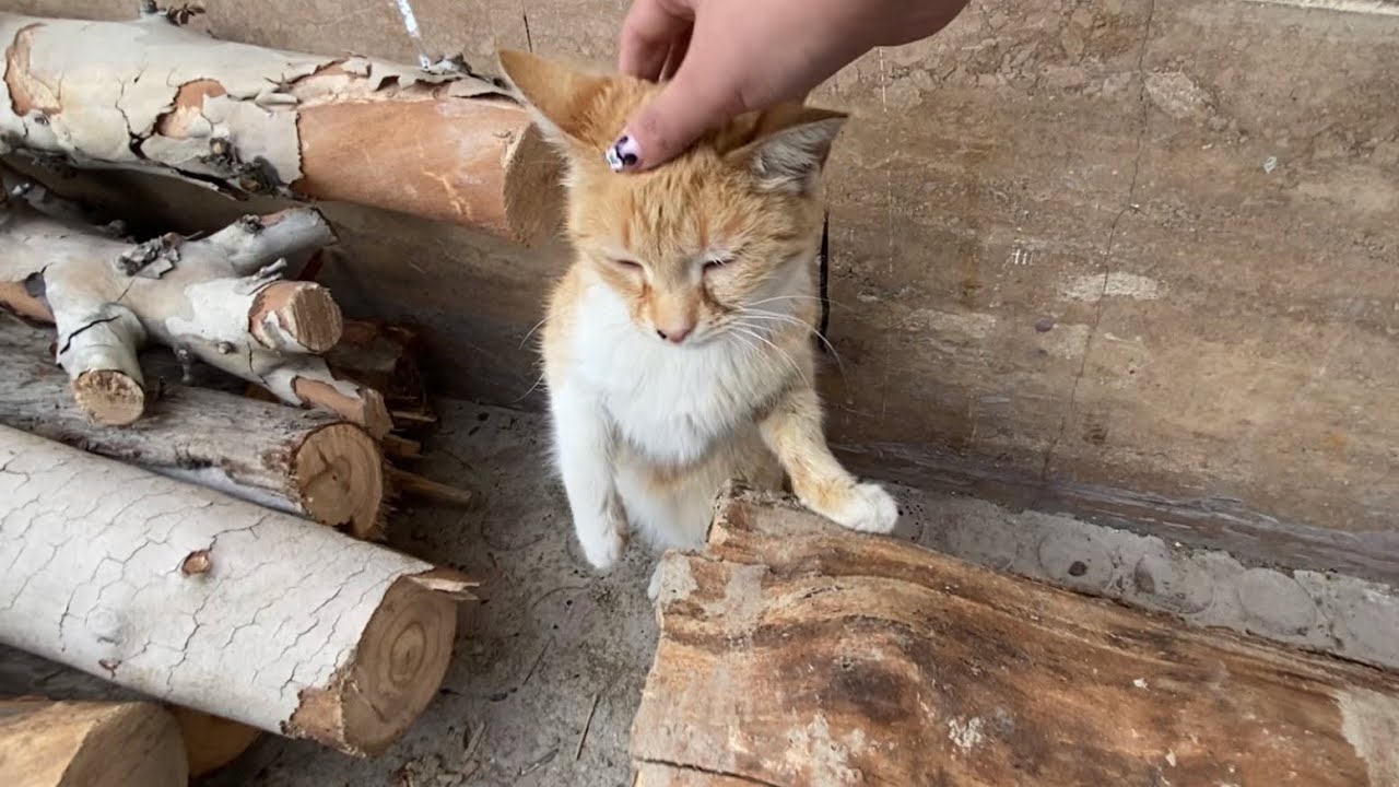 This place is full of needy cats - YouTube