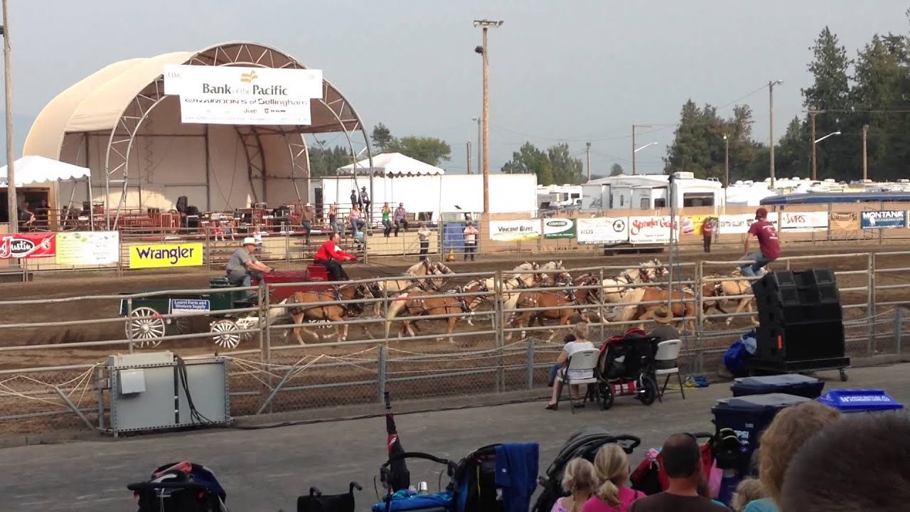 At the fair: miniature pony races - YouTube