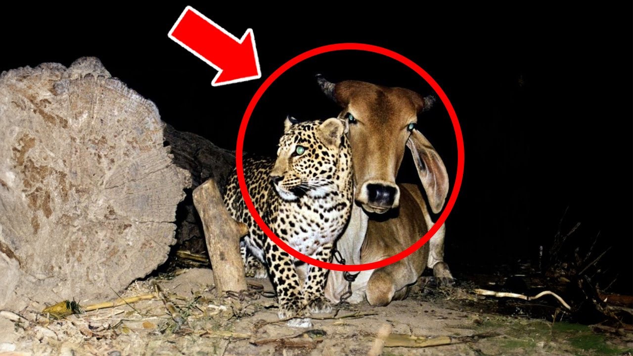 Leopard Visits Cow Every Night – Farmer Sets Up Camera To See Why ...