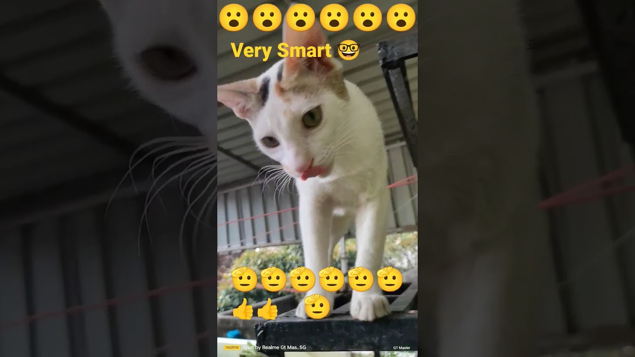 Very Smart Cat 🤓🤓🤓🤓🤓 Cat 😺😺😺😺😺👍👍👍👍😇😇😇😇 - YouTube