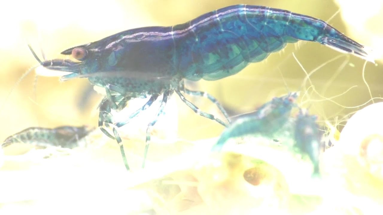 Blue Dream Shrimp Eating Spinach - YouTube
