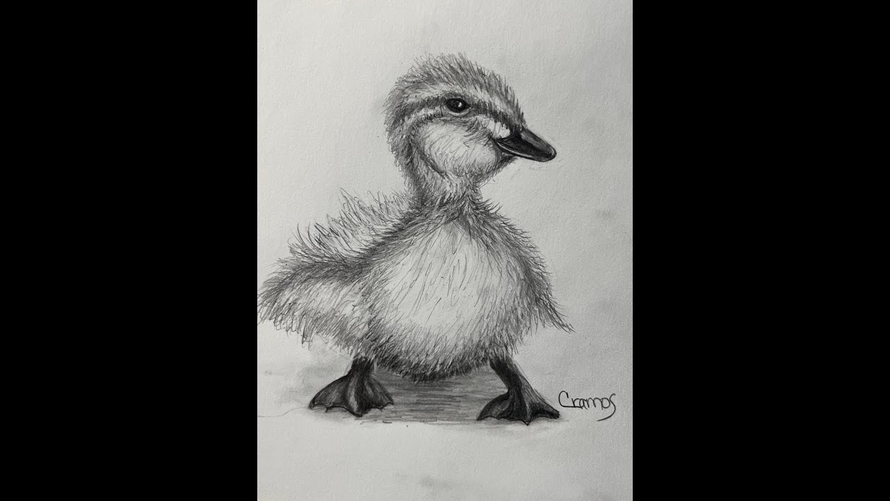 COMO DIBUJAR UN PATITO USANDO GRAFITO - YouTube