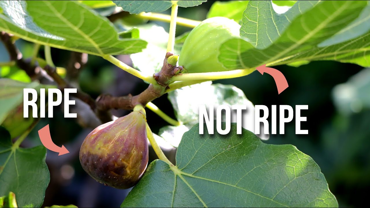 How Do You Know When a Fig is Ripe? Here's How - YouTube