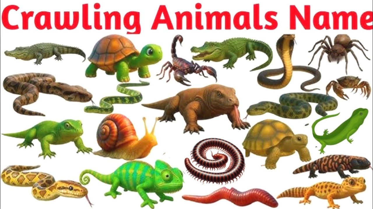Crawling Animals Name for Kids | Learn Reptiles & Crawling Animals in ...