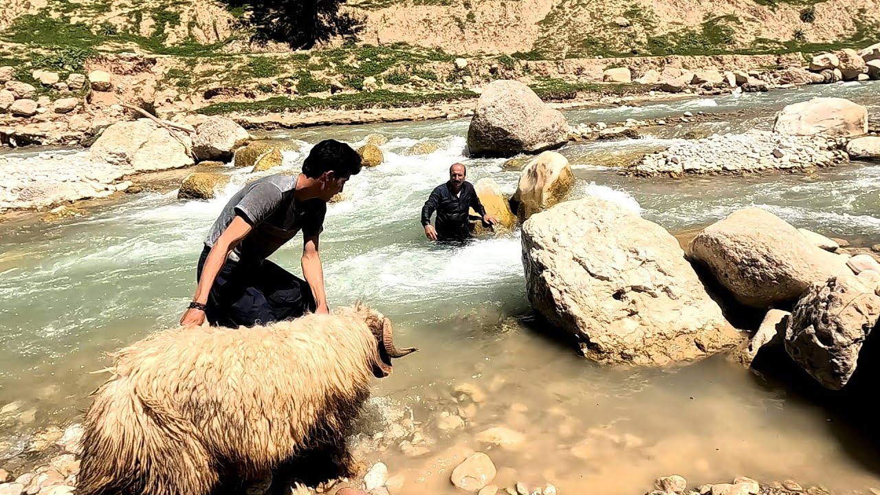Washing sheep in the river @caron4 - YouTube