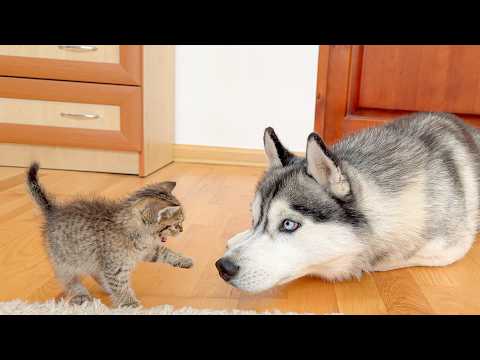 Giant Husky Comforts a Scared Tiny Kitten… His Reaction Is ADORABLE!