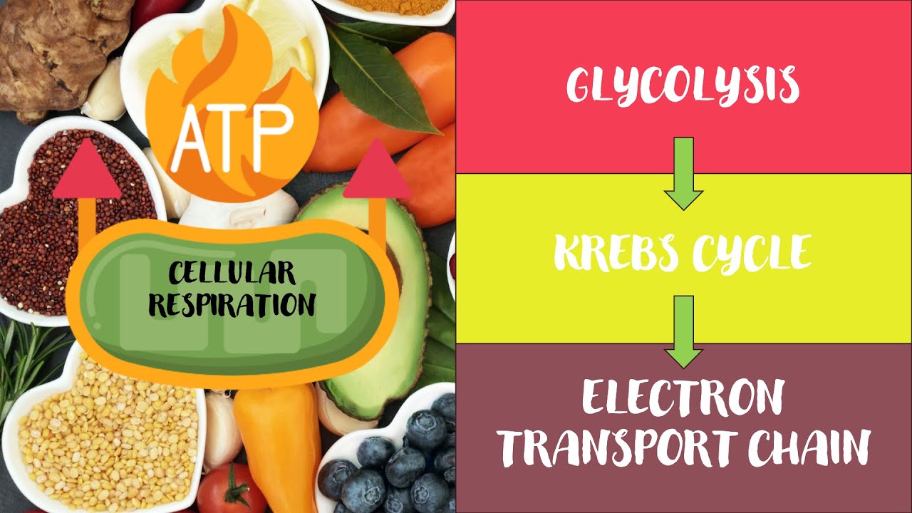 CELLULAR RESPIRATION - YouTube