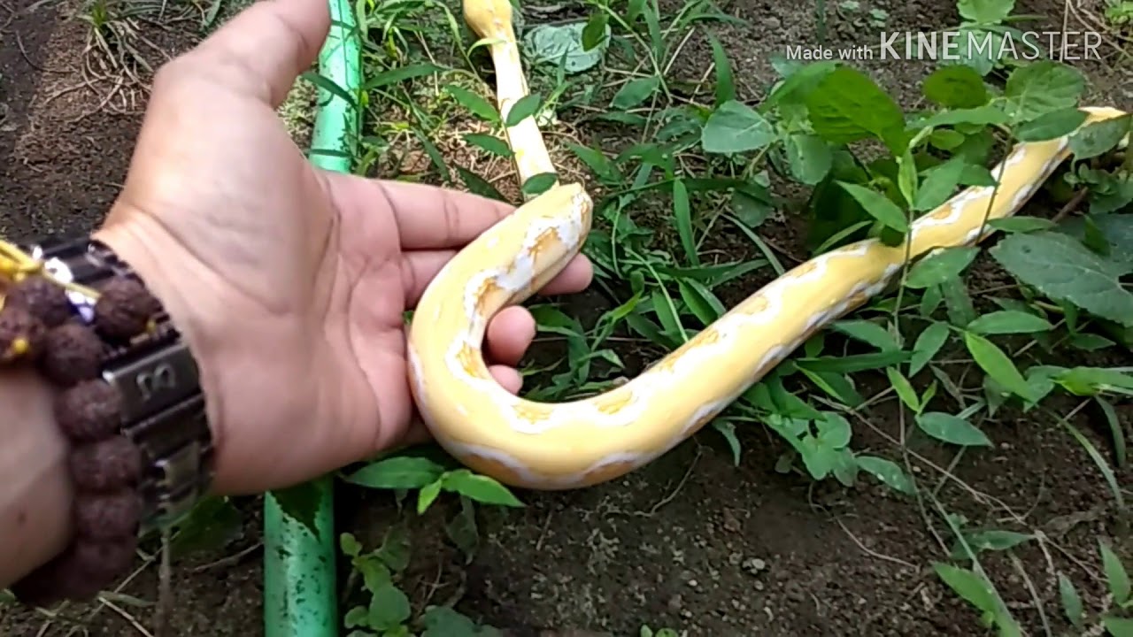 Ular phyton - YouTube