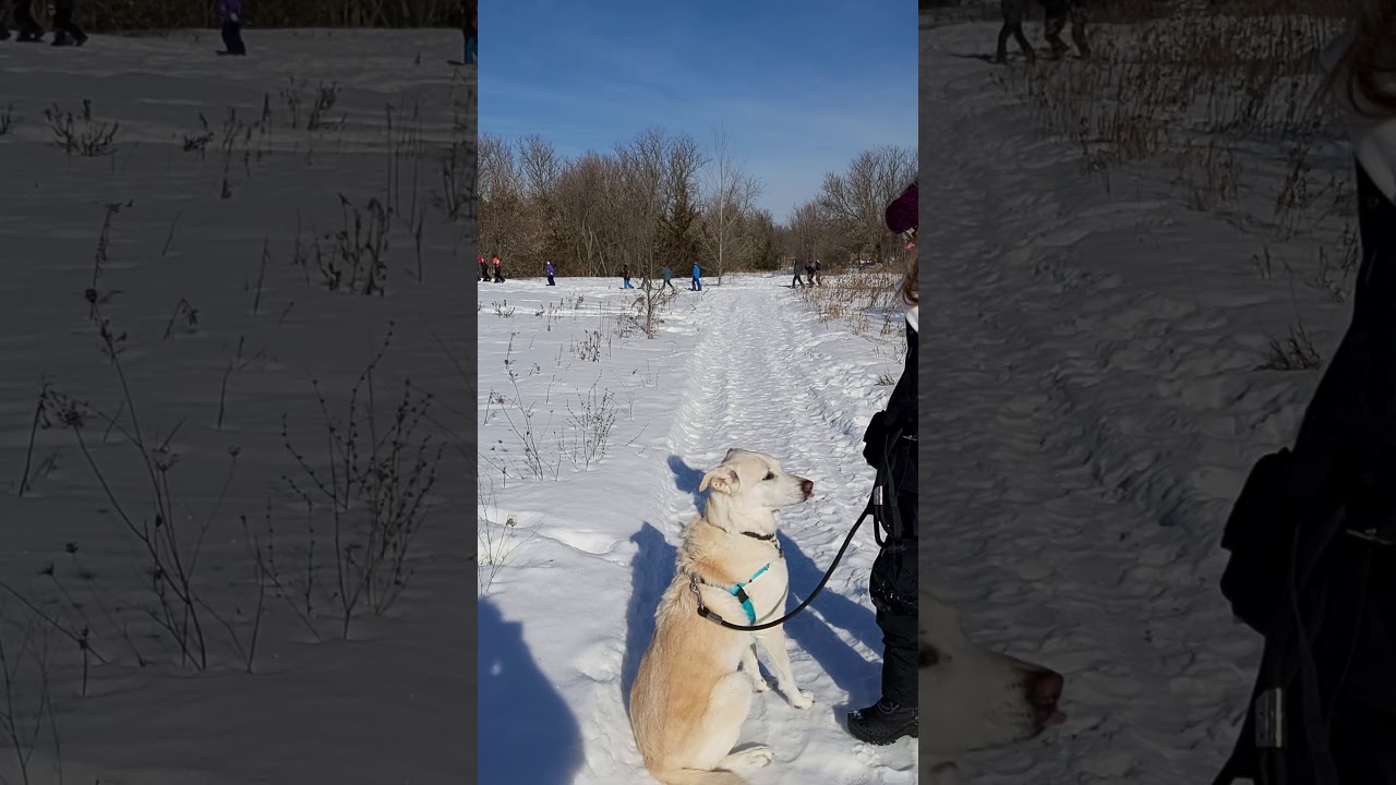 Team Fido Dog Training - Engage/Disengage - YouTube