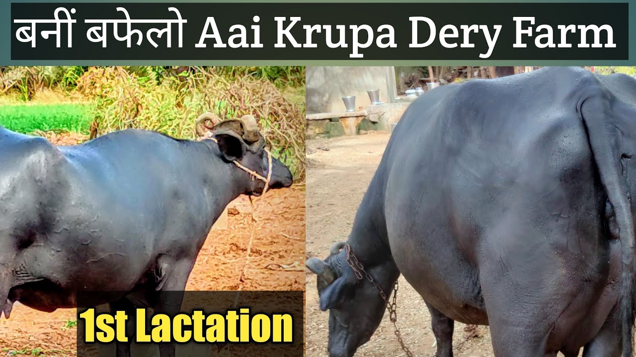 Original Banni Buffalo 1st Lactation Pyor Banni Buffalo Aai Krupa Dery Farm - YouTube