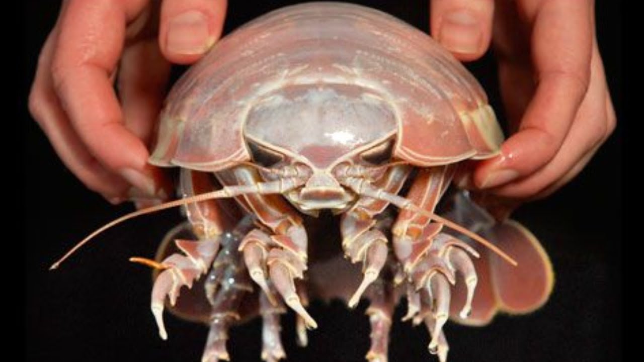 Giant Isopod - creepiest sea creatures in the ocean - YouTube