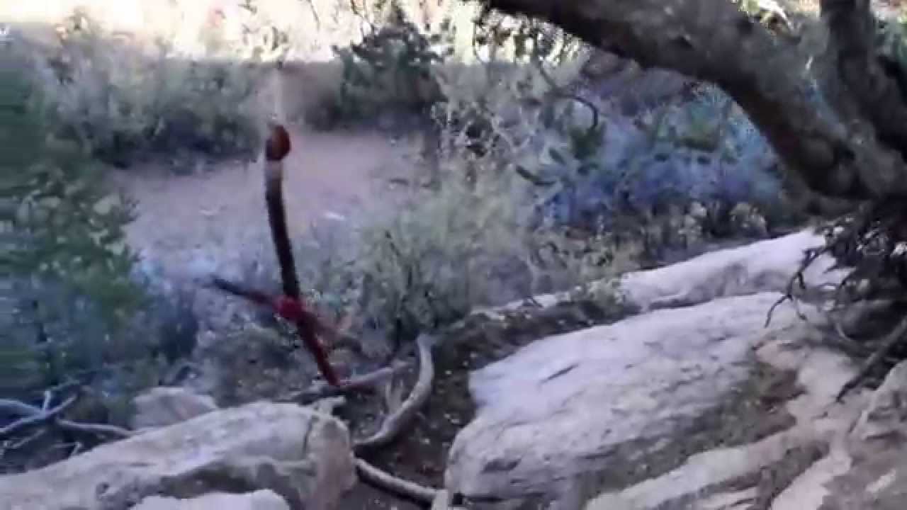 Satanic Symbol Hanging From A Tree - YouTube