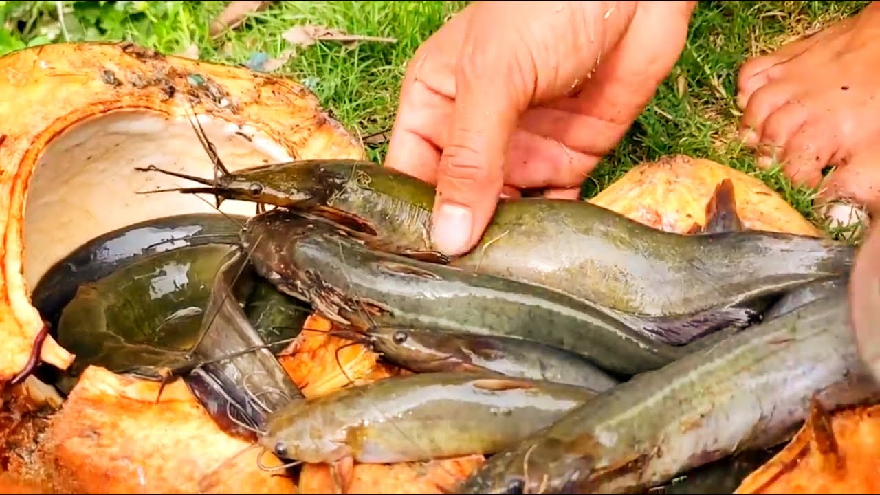 Catching Catfish with Green Coconut! New Fishing Hack Goes Viral - YouTube
