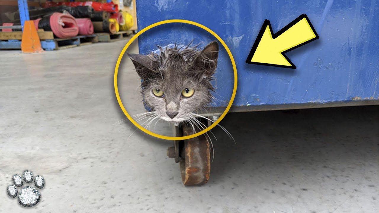 Cat Trapped in Garbage Can Begs for Rescue, But Gets Laughter Instead ...